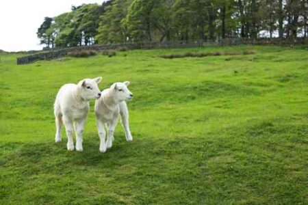 Lambs and White Scours: What It Is and What You Can Do About It ...